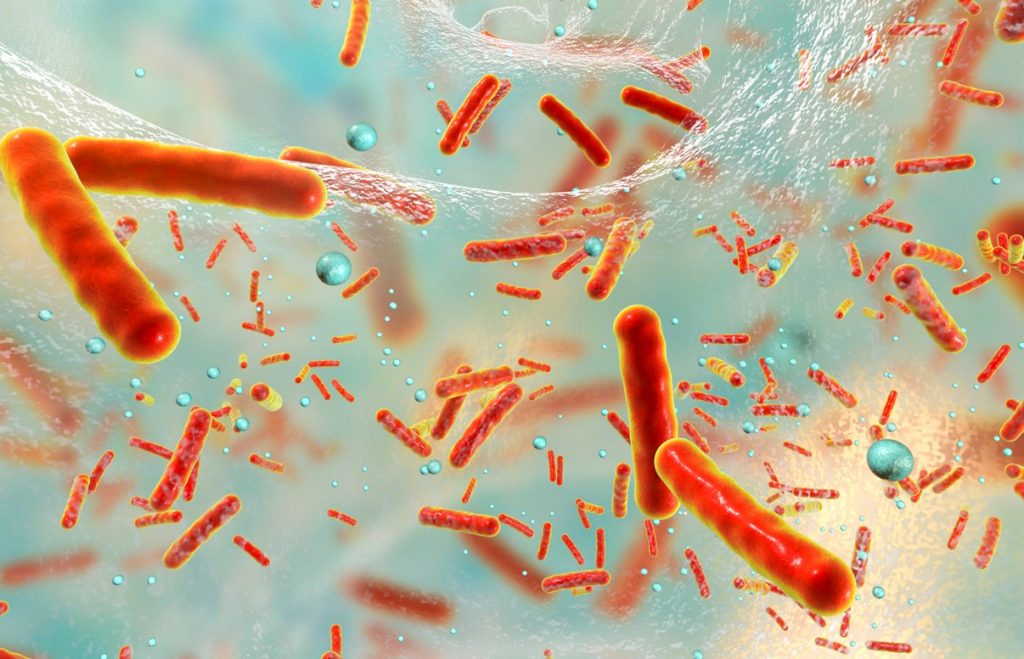 Les bactéries : zoom sur leurs bienfaits sur notre corps